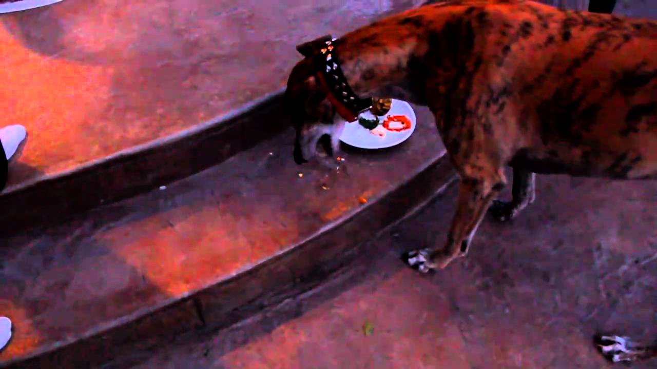 The Greyhounds get their Thanksgiving Plate - YouTube