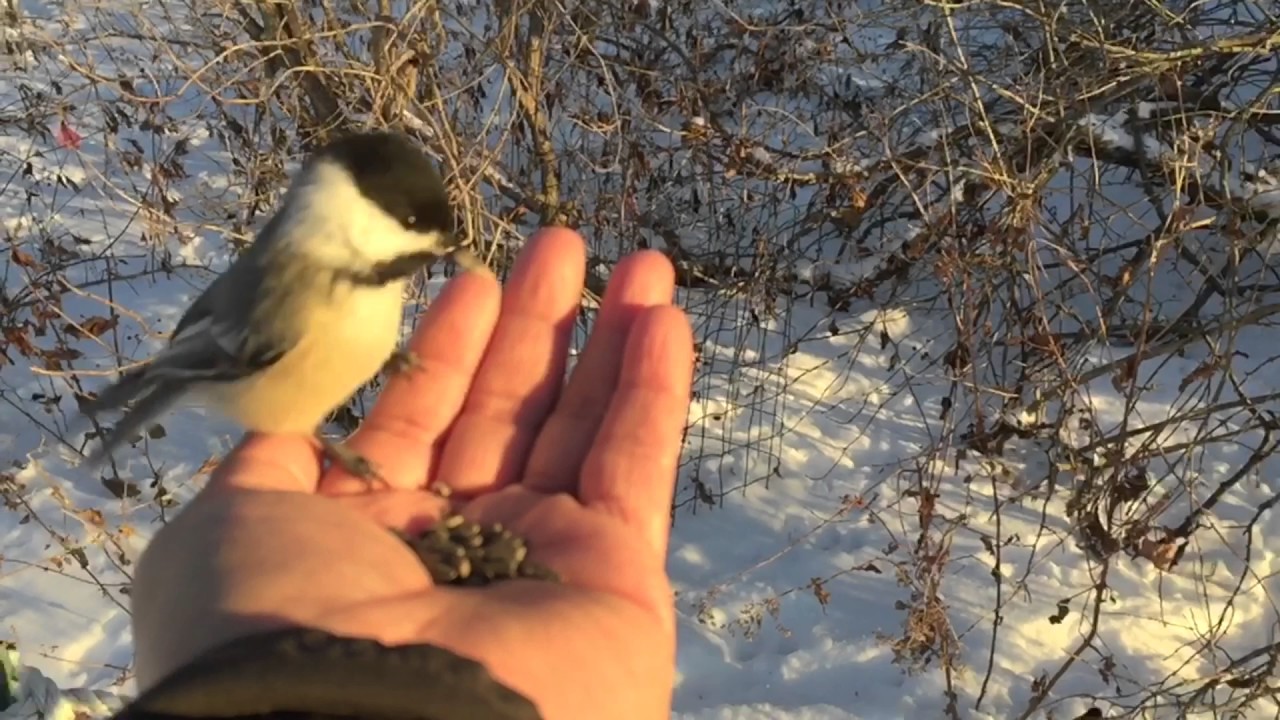 Hand Feeding Chickadees - YouTube