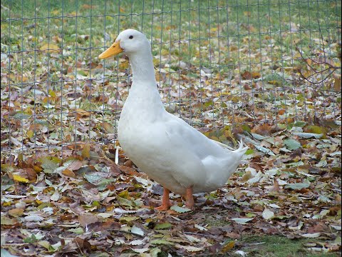 How to Butcher a Duck- Part 2