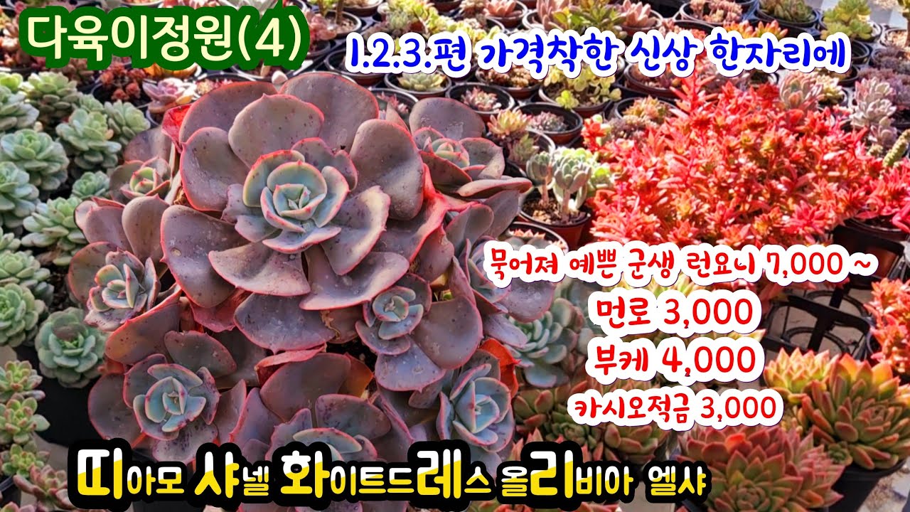 다육이정원4 묵어져 예쁜 군생 다육이 가격도 착한 다육이 블루엘프 피어리스 쏘후렌 핑크스팟 라즈아가 Youtube