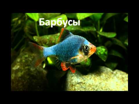 Мое слайд-шоу