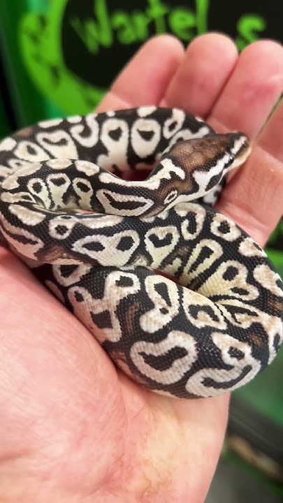 Pastel TSK Axanthic 50% Het Clown Ball Python - YouTube