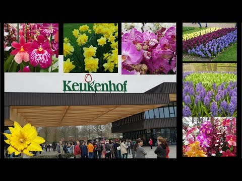 KEUKENHOF - Hollanda'nın meşhur Çiçek Parkı (2018)