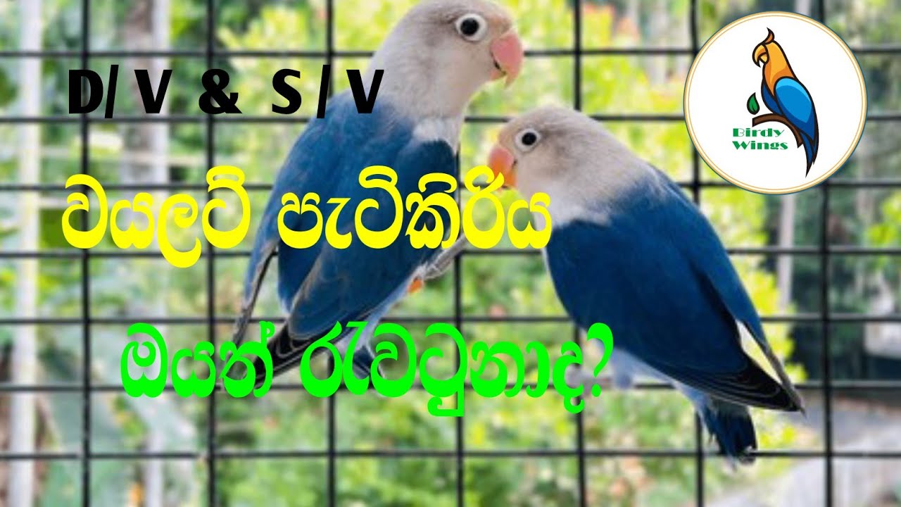 Violet double factor love birds | Violet love birds in sinhala | Birdy ...