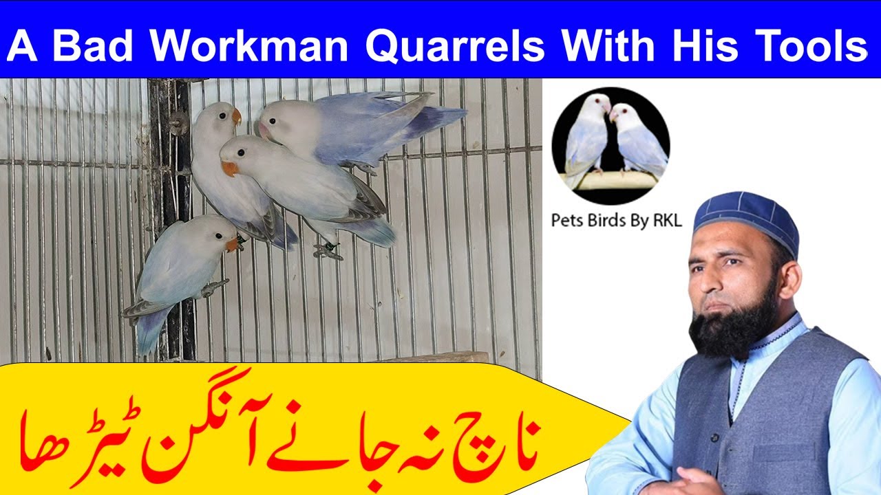 A Bad Workman Quarrels With His Tools Pets Birds By RKL YouTube a-bad-workman-quarrels-with-his-tools-pets-birds-by-rkl-youtube