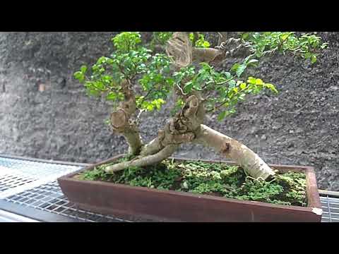 Tanaman Bunga Bonsai Unik Paha Mulus// bunga warna pink