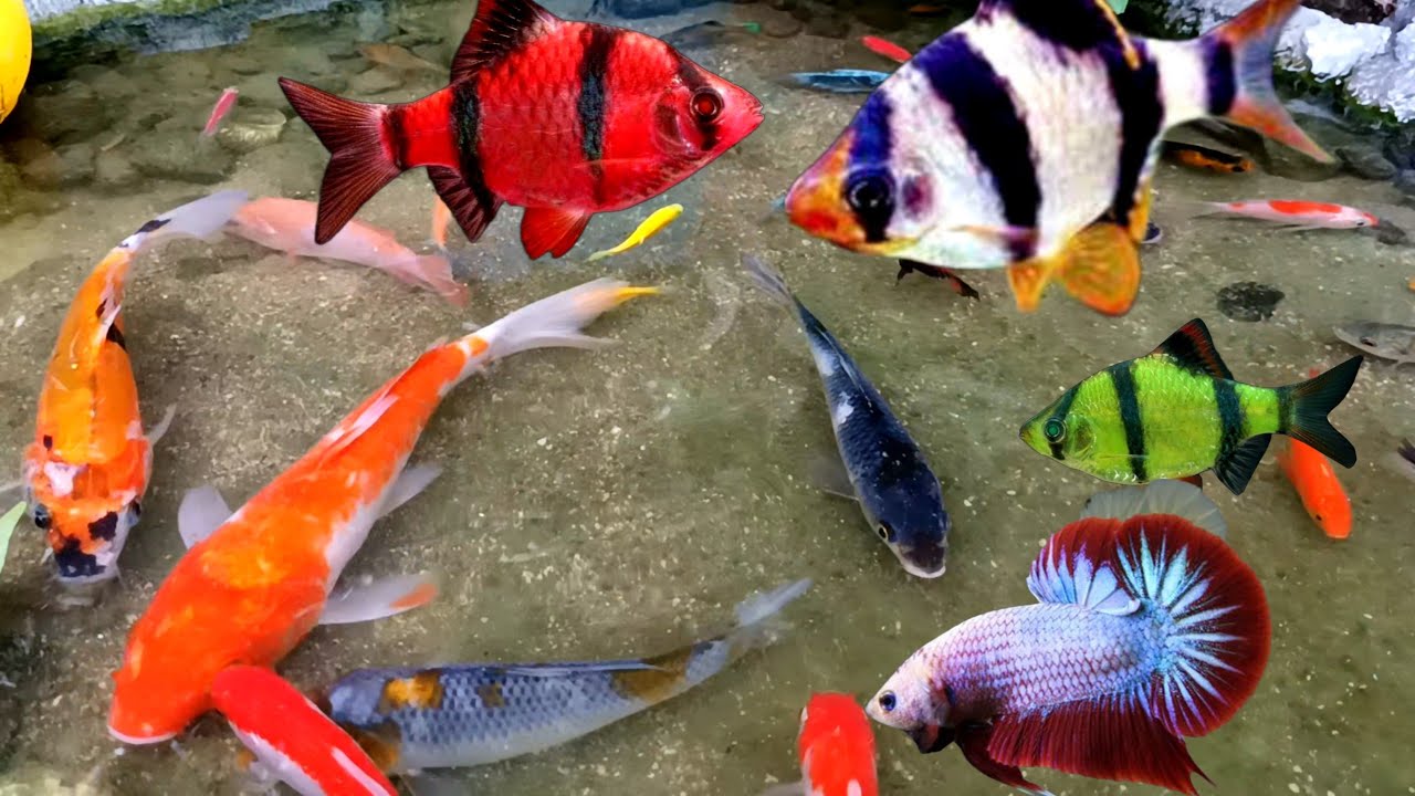 finding ornamental fish koi fish Koki fish catfish betta fish Molly ...