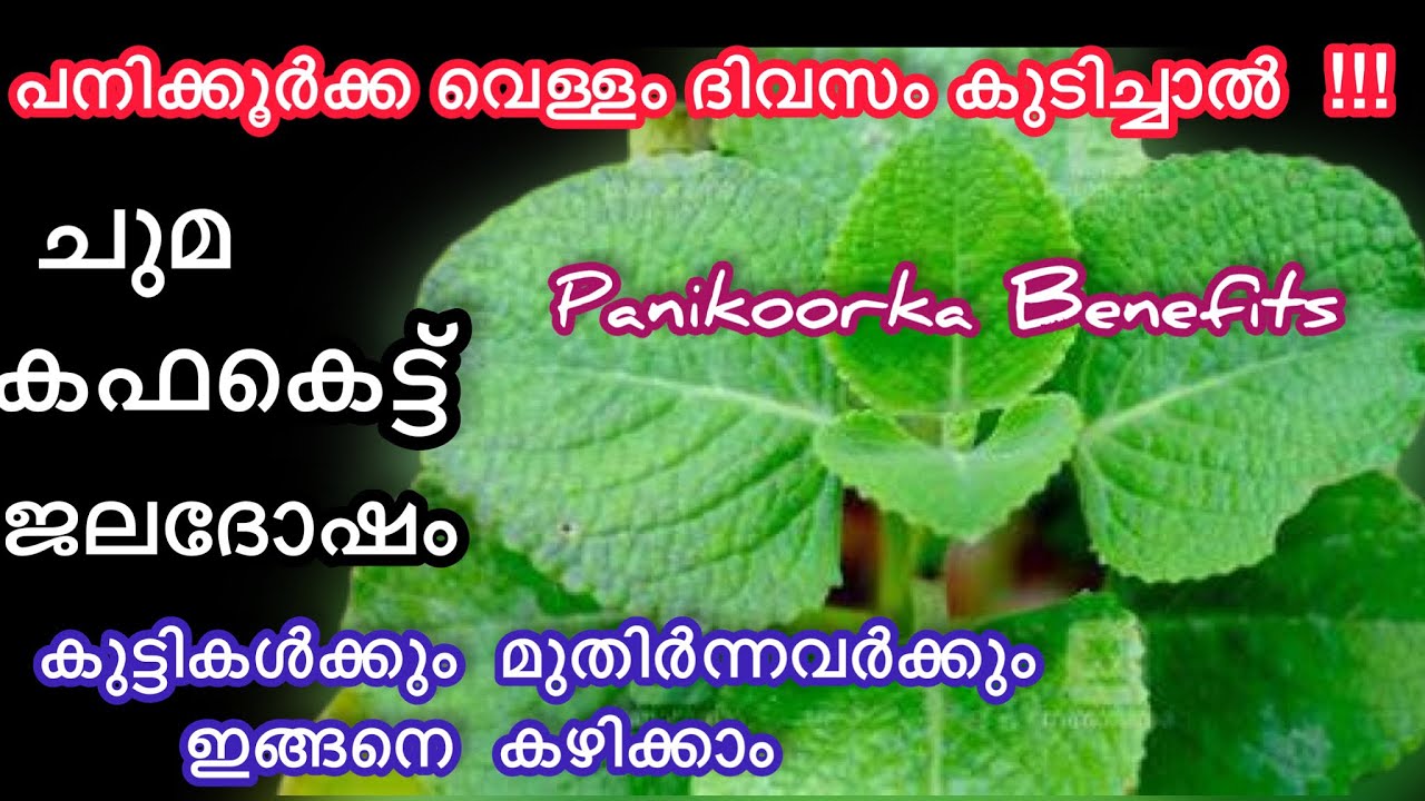 പനിക്കൂർക്ക വെള്ളം ദിവസം കുടിച്ചാൽ |പനിക്കൂർക്കയുടെ അത്ഭുത ഗുണങ്ങ ...