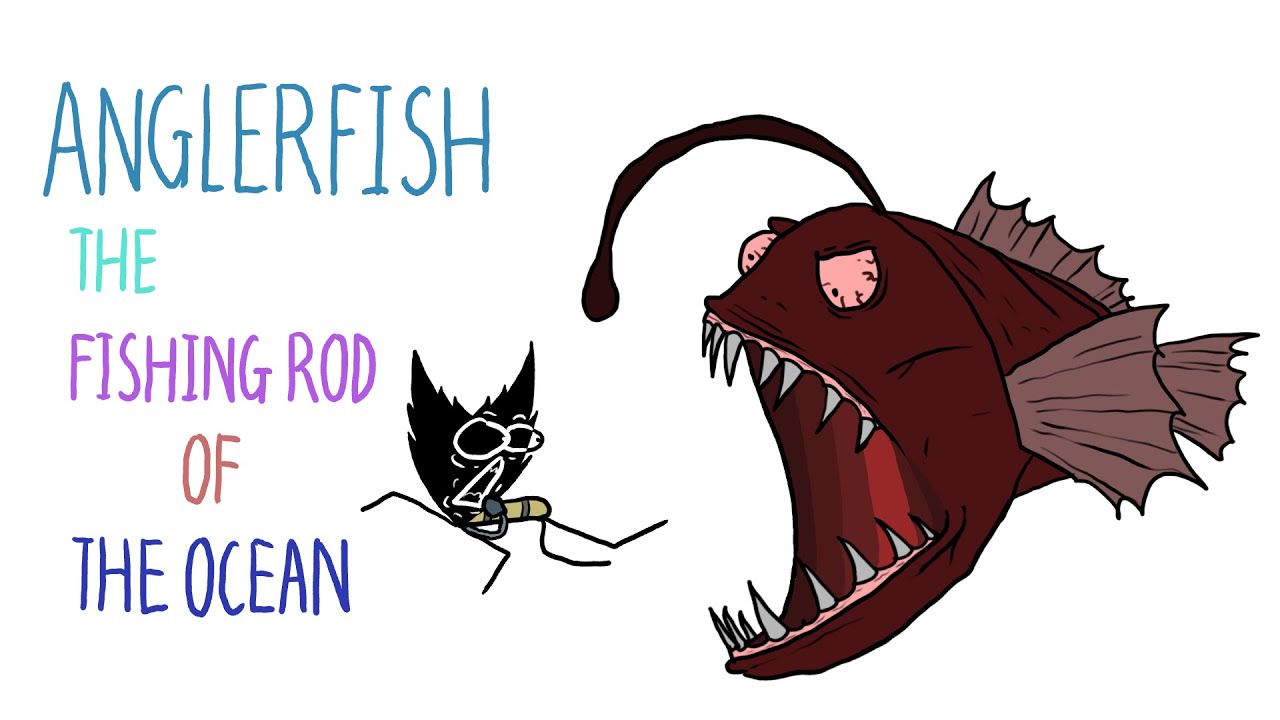 Anglerfish - The Fishing Rod of The Ocean - YouTube