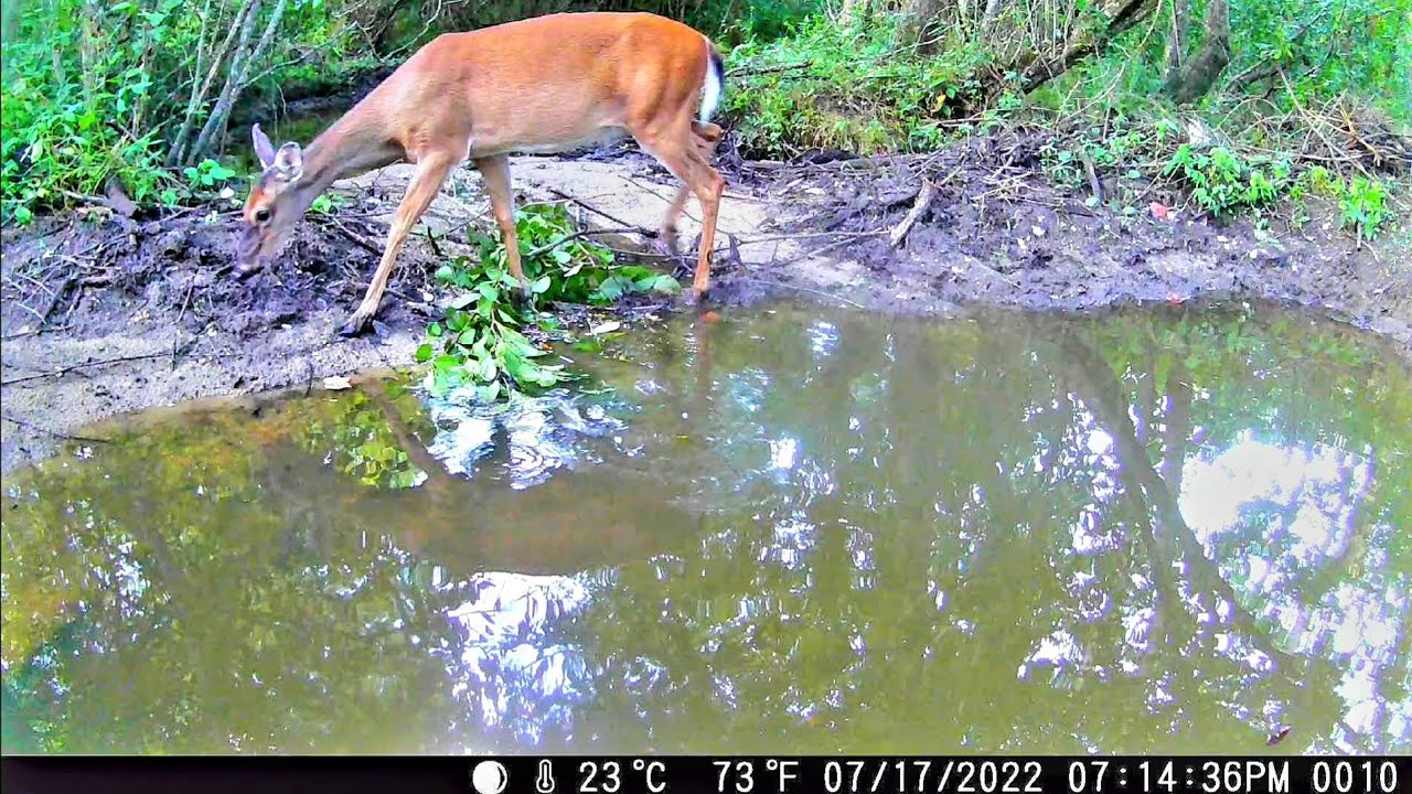 Beaver Dam Trail Camera In Gator Creek! || Double Trouble! - YouTube