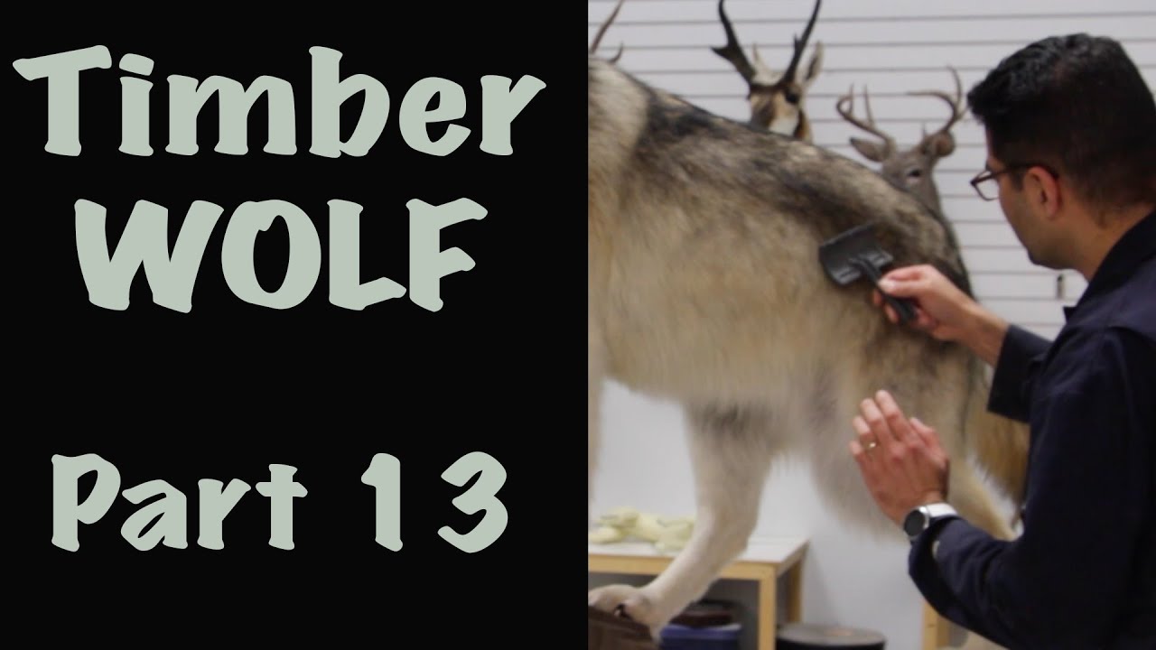 Wolf Lifesize mount, Tutorial No. 13. Final Grooming and brushing ...