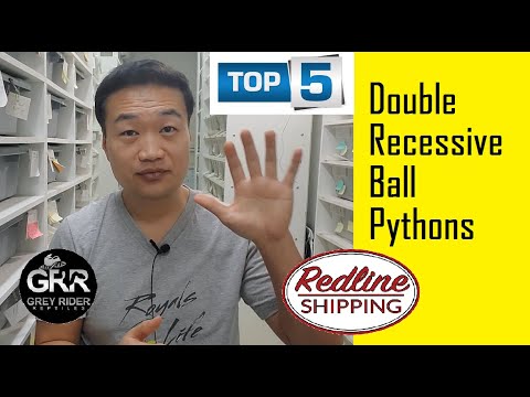 Top 5 Double Recessive Ball Pythons - YouTube