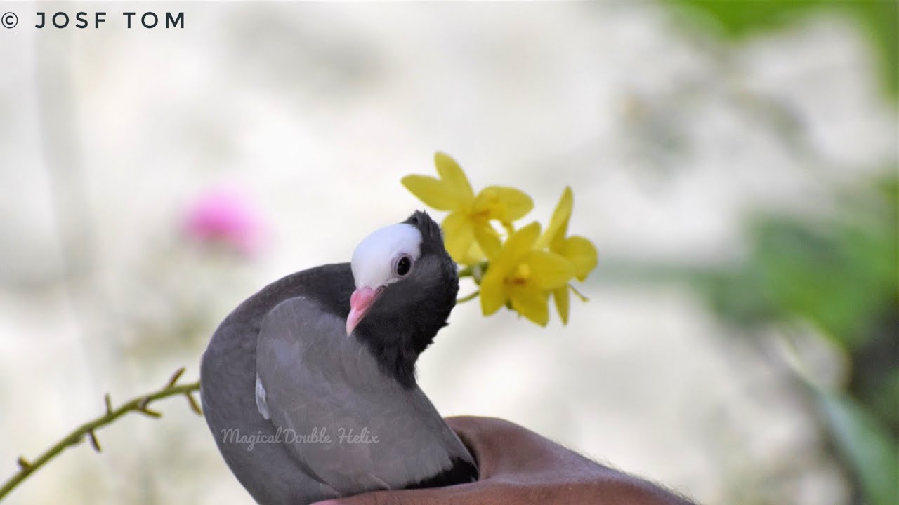 Blue Bar (Wild Type) Mookee Pigeon - YouTube