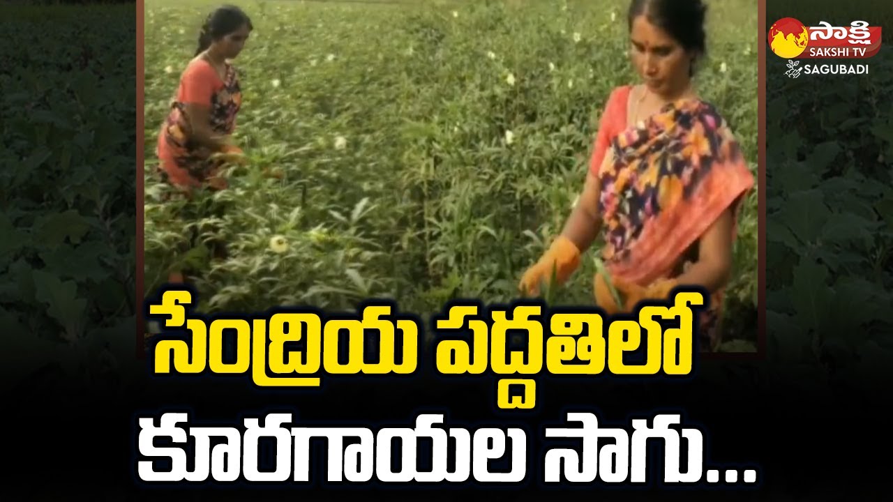 Organic Vegetable farming | సేంద్రియ కూరగాయల సాగు | Sendriya Vyavasayam ...
