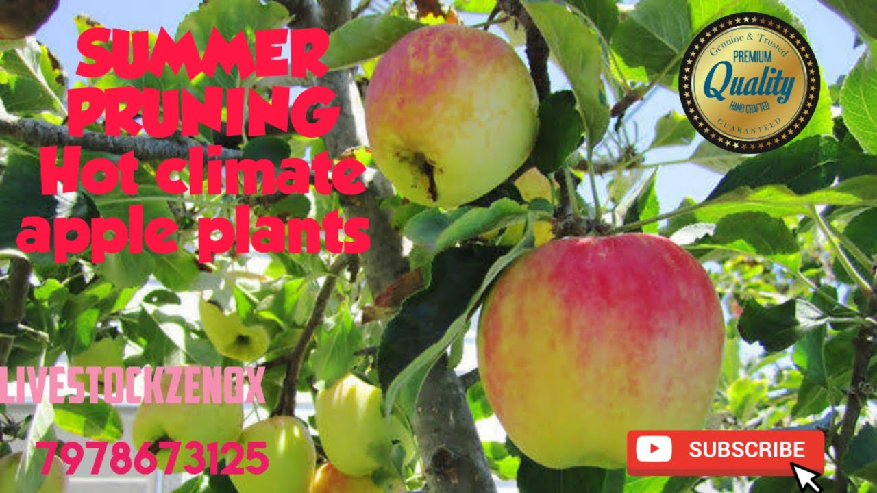 #Hot climate apple plants, SUMMER Pruning, #anna ,#Dorset, #HRMN99 and# ...