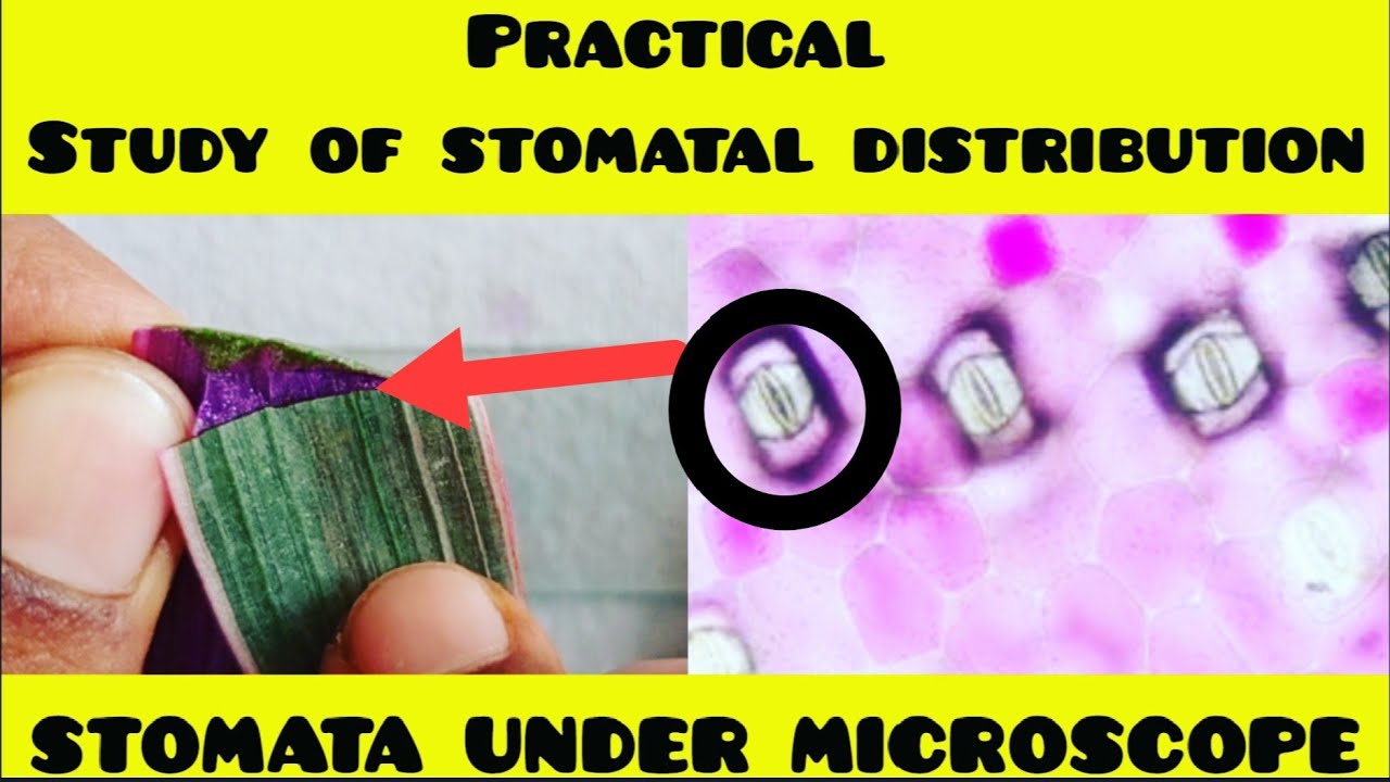 Stomata Practical | PUC I | Distribution of stomata - YouTube