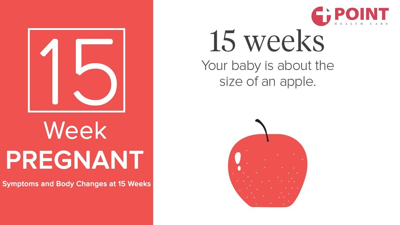 15 Weeks Pregnant Symptoms | 15 Weeks Pregnant Baby Size | Pregnancy ...