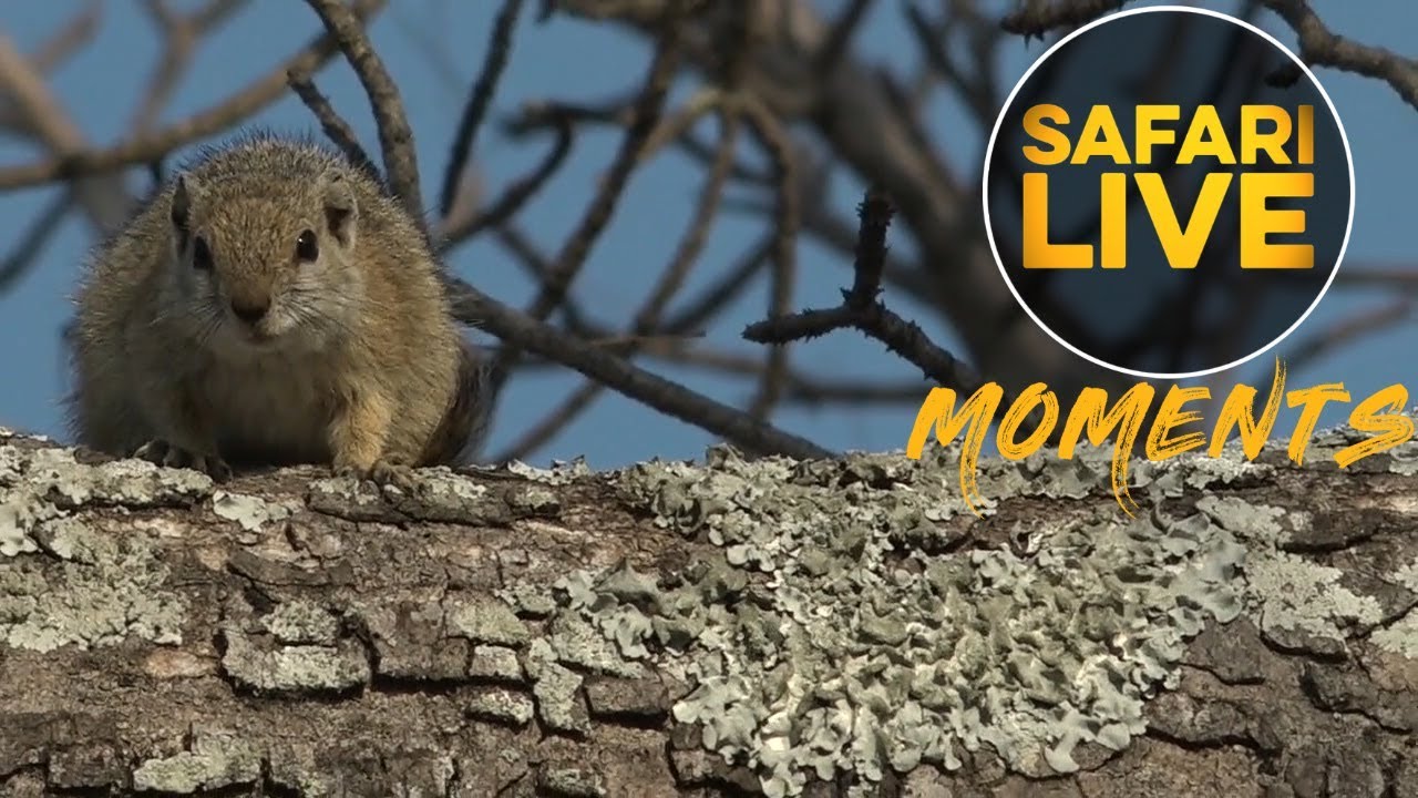 Angry Squirrel - YouTube