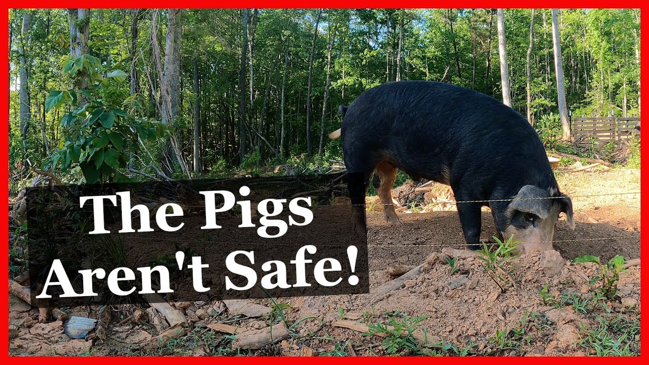 Hidden Danger of Raising Pigs in Wooded Pasture - YouTube