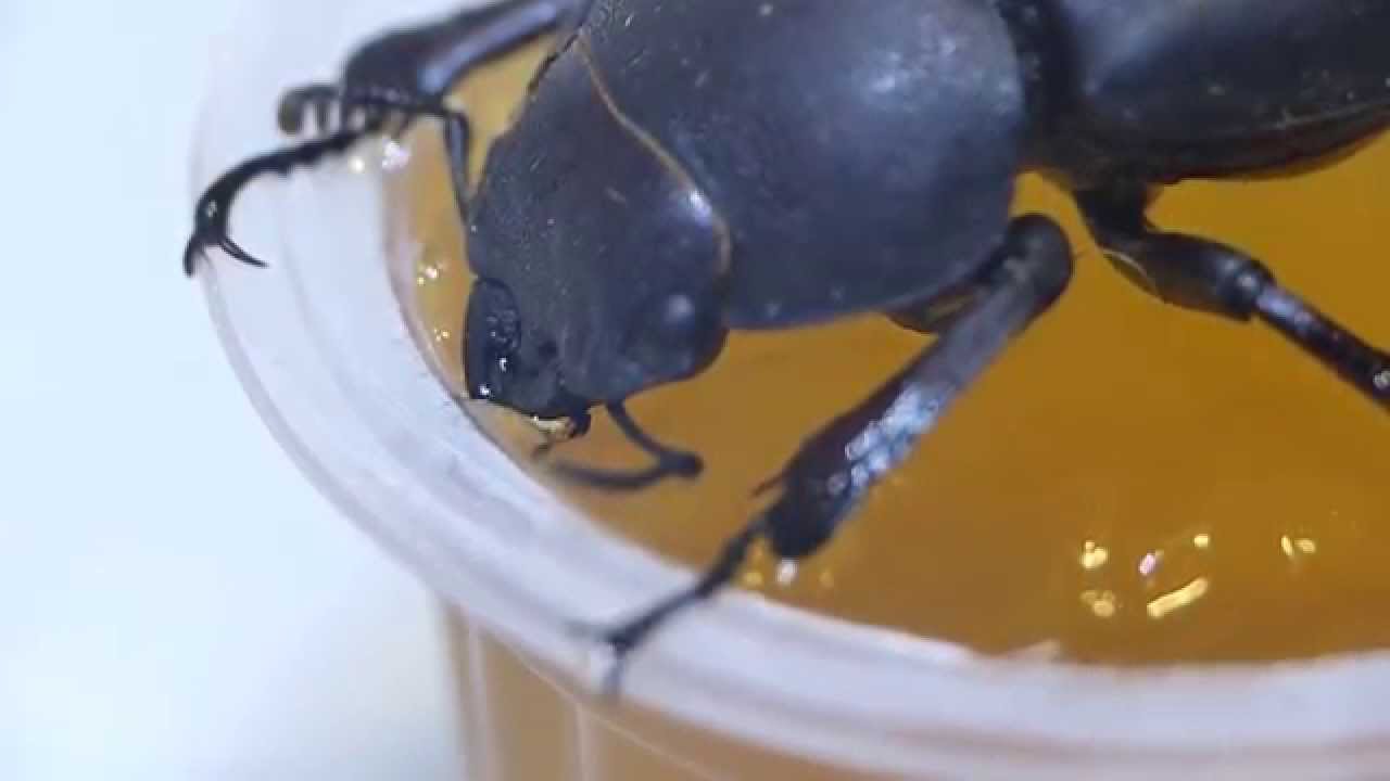 Sawtooth Stag Beetle Licking Jelly ノコギリクワガタ♀に昆虫ゼリーを与える - YouTube