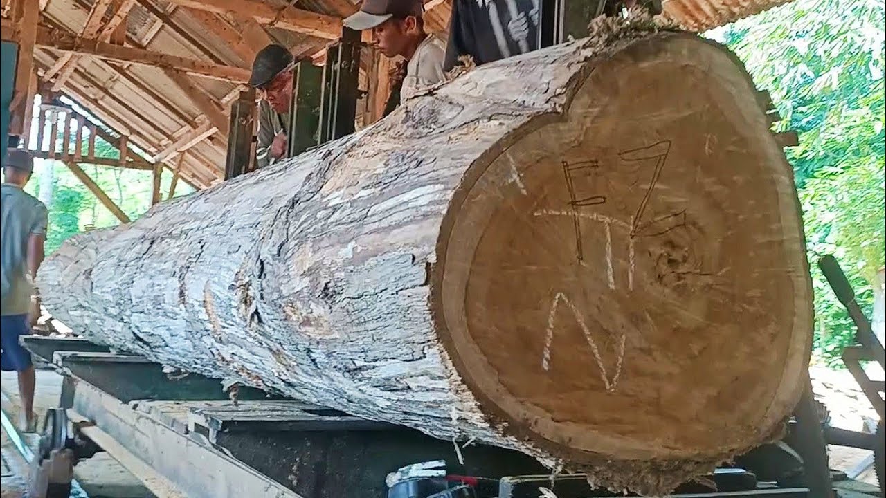 Amazing find of old teak log full of beautiful and rare grain at ...