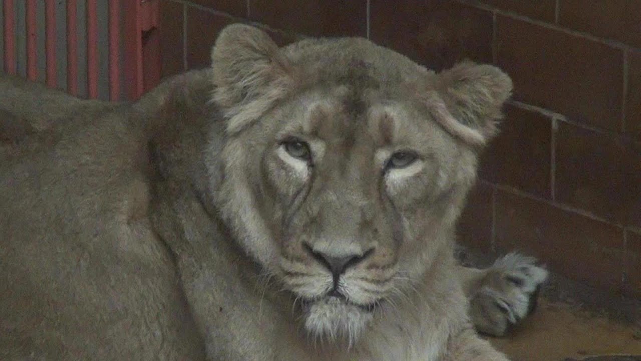 BUDAPEST ZOO Budapest, Hungary - YouTube