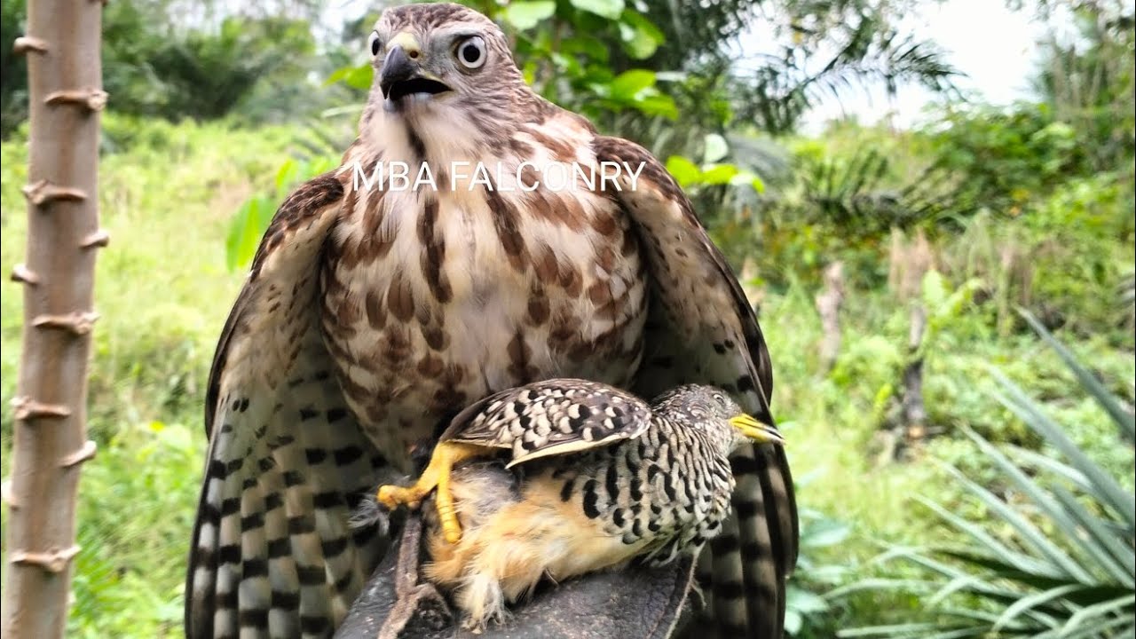 shikra hawk hunting pyuh dan burung sawah (JOY)🦅 - YouTube