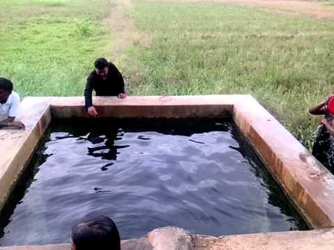 බිබුල Ulpatha - උඩුවිල (Sri Lanka) - YouTube