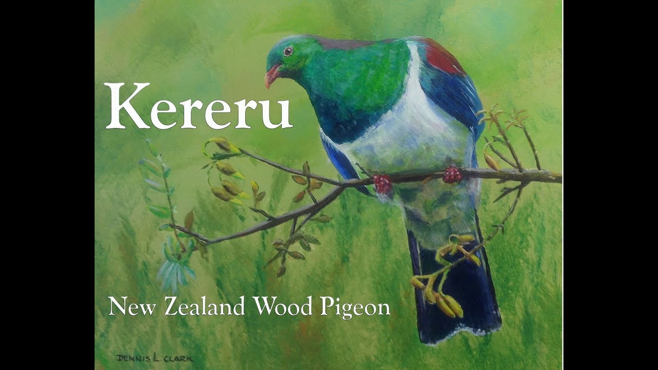 How to Paint a Kereru (New Zealand Wood Pigeon) in Acrylic - YouTube