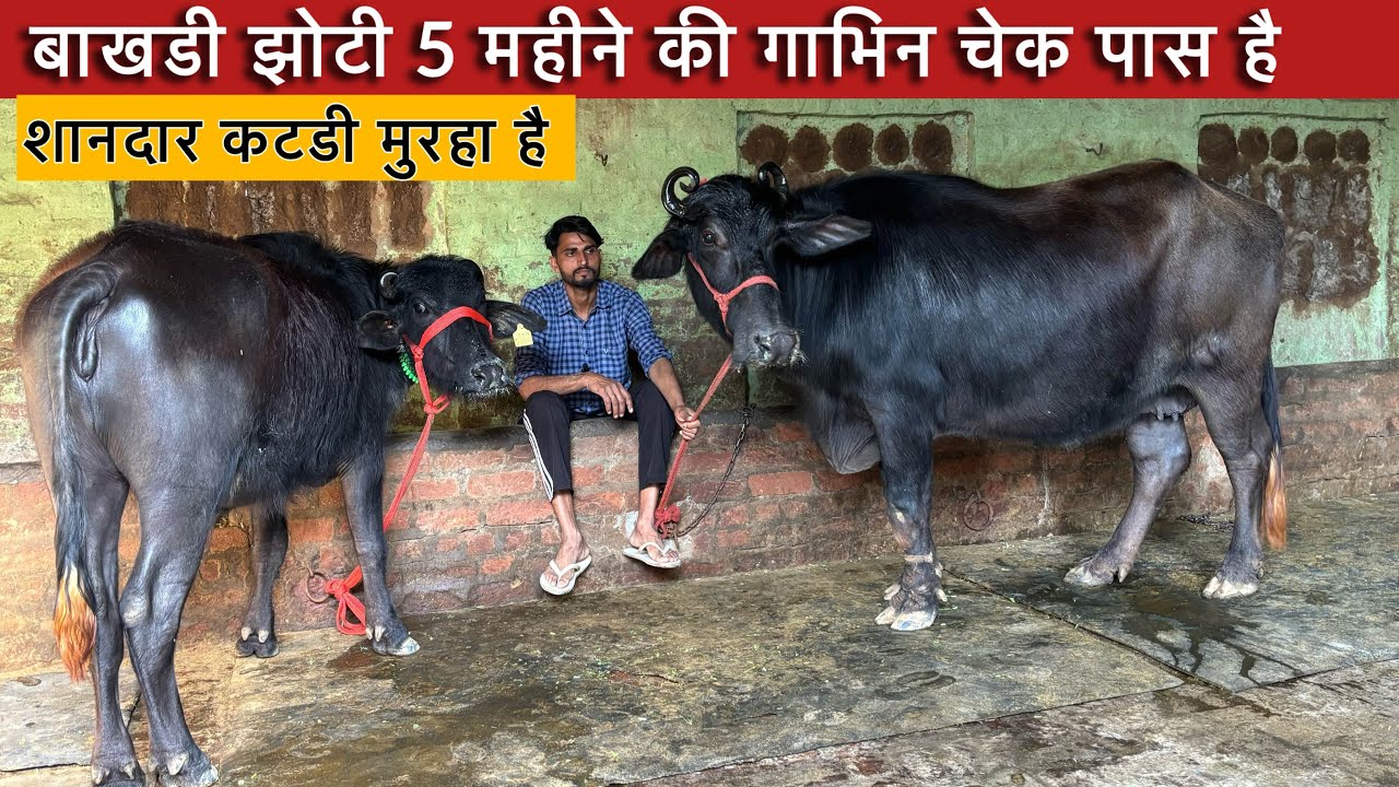 बाखडी झोटी 5 महीने की गाभिन है ॥नीचे कटडी है Bakhadi Buffalo for sale ...