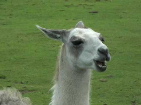 Llama chewing - YouTube