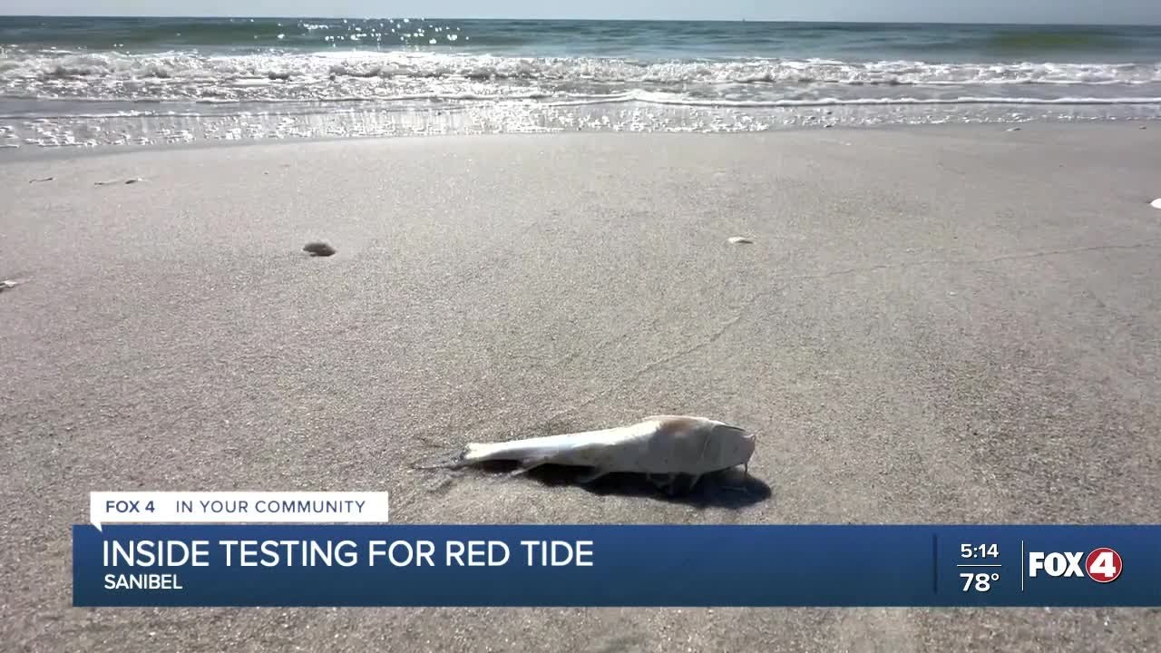 Tracking Red Tide Impacts on Sanibel - YouTube