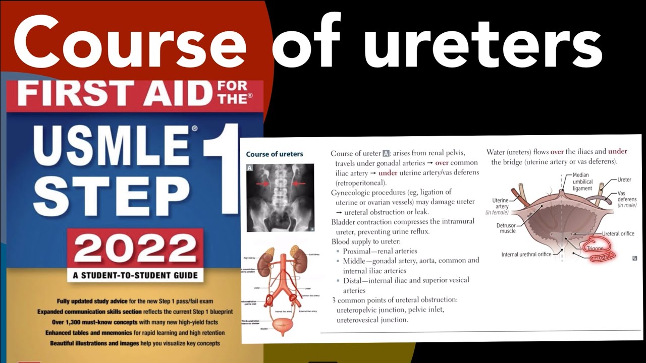 Course of ureters in Hindi/Urdu | First aid for USMLE step 1 | NEET PG ...