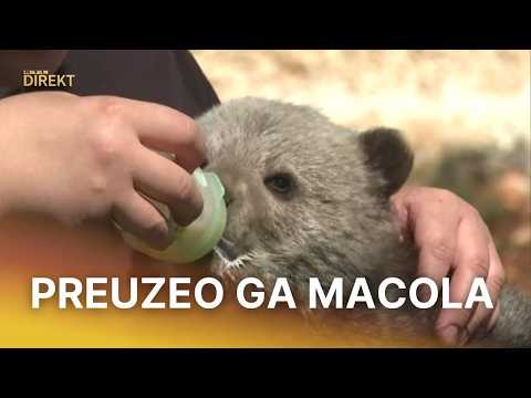 'Uskrsni' medo ušetao u dvorište obitelji na Plitvicama i ne želi natrag u šumu | RTL Direkt