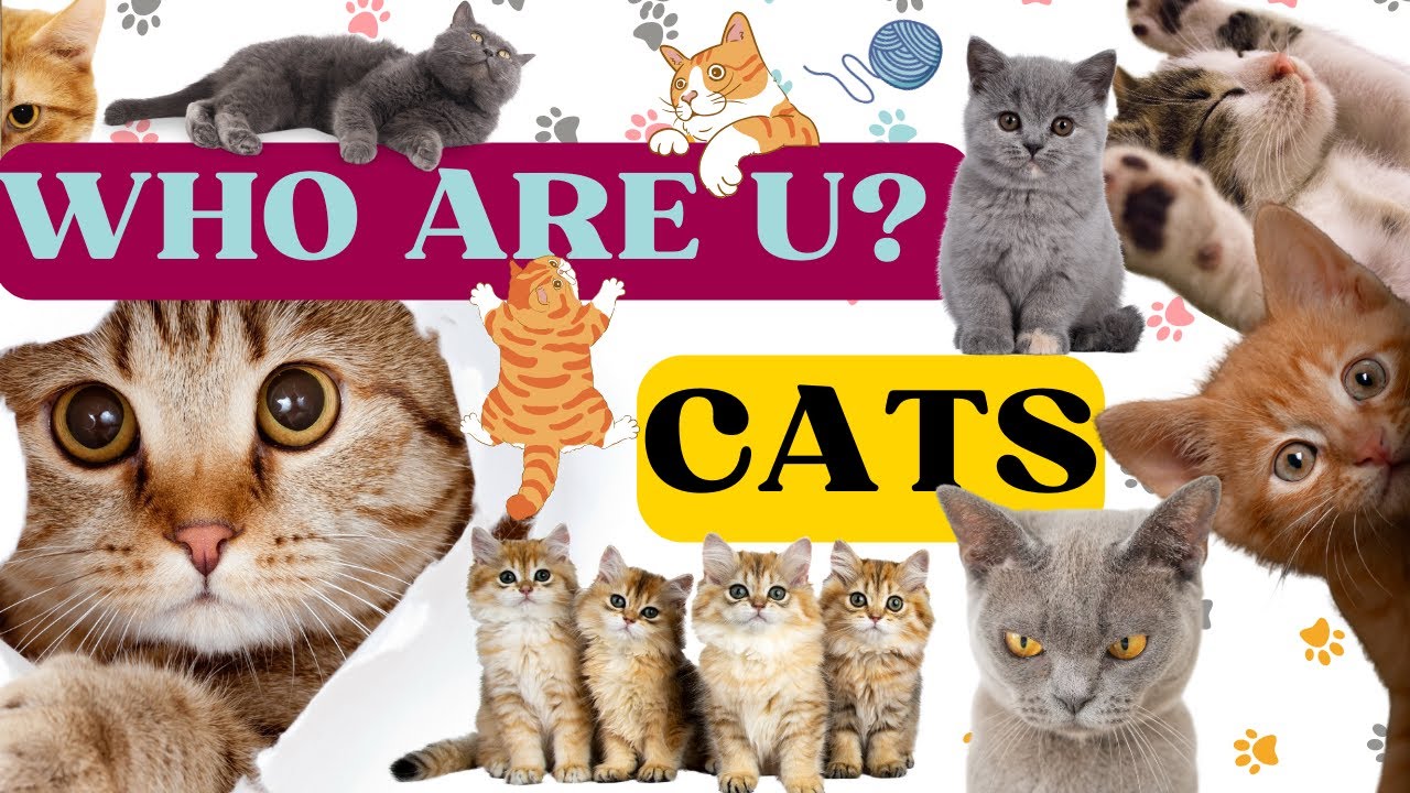 Who are U?: "Exploring the Marvelous World of Cats!" - YouTube