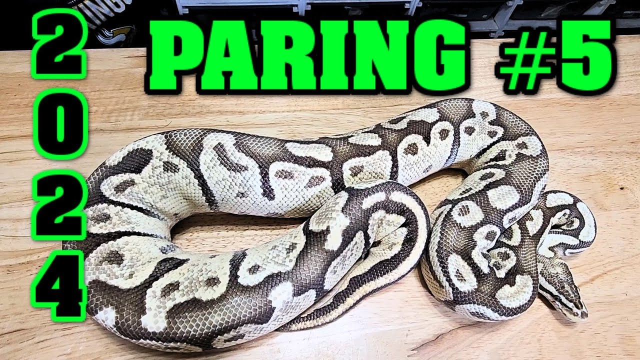 More of our SNAKE PAIRINGS, and.....Will Ferrell?? - YouTube