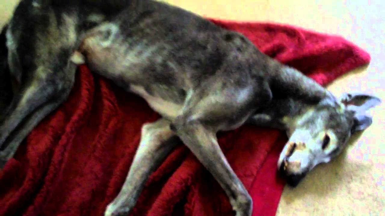 SLEEPING GUARD DOGS (GREYHOUNDS) - YouTube