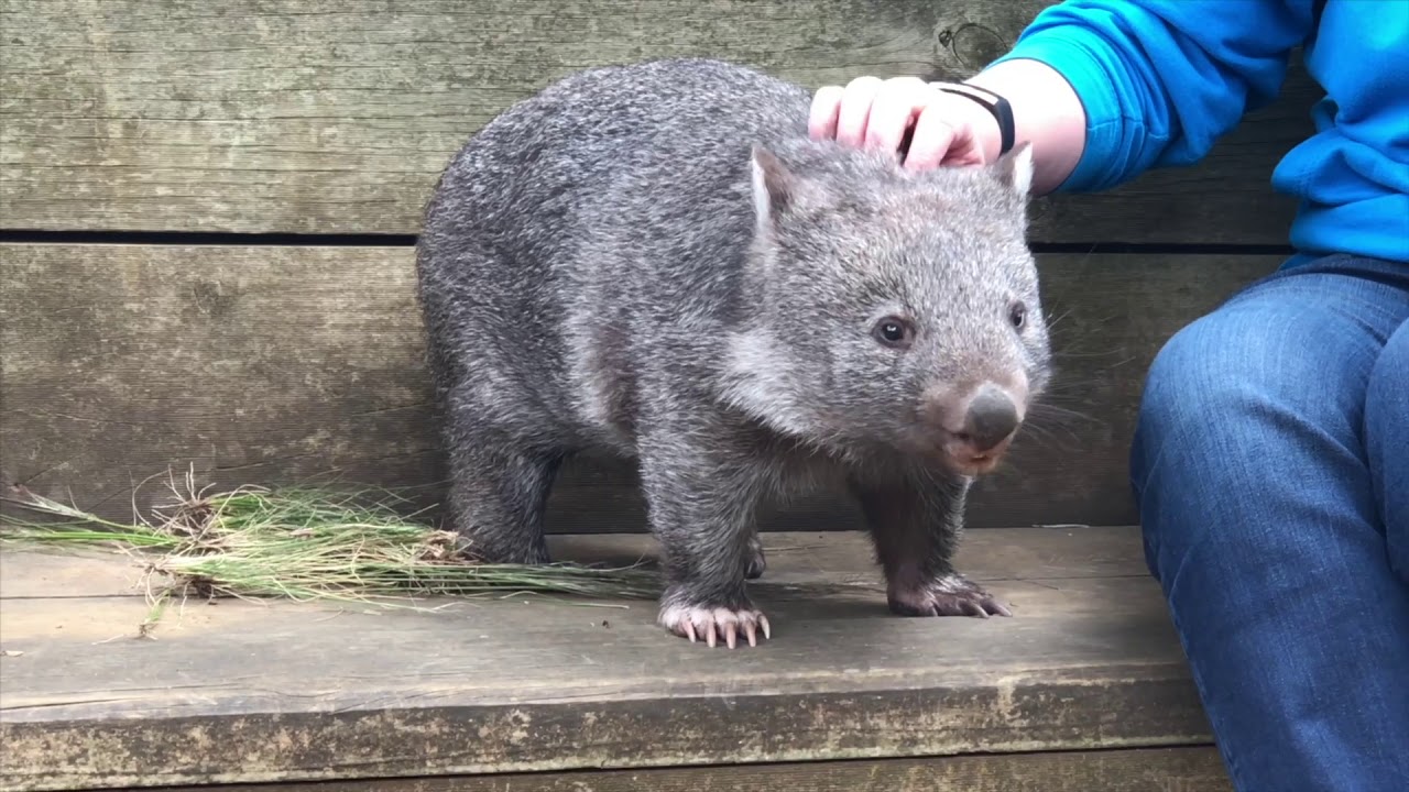 Wombat Encounter - Parry Gripp - YouTube
