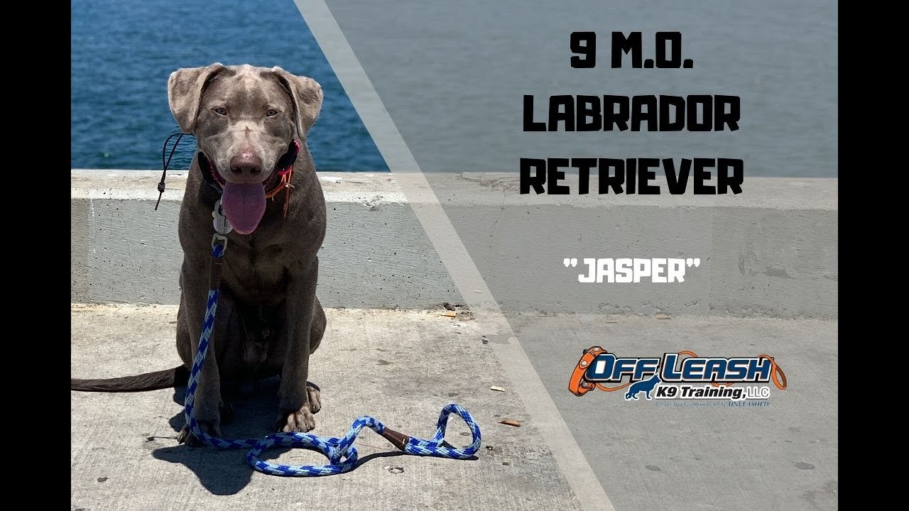 LABRADOR RETRIEVER/DOG TRAINING - YouTube