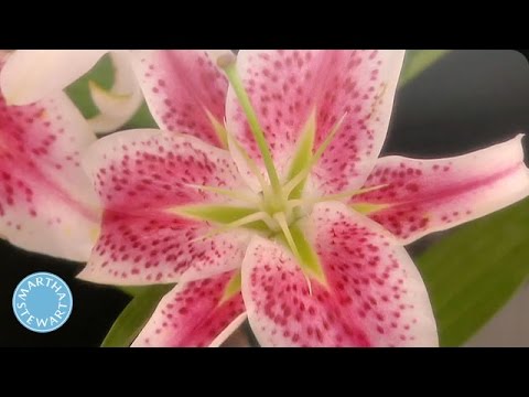 Lily Flower Arrangement Tips and Tricks - Martha Stewart