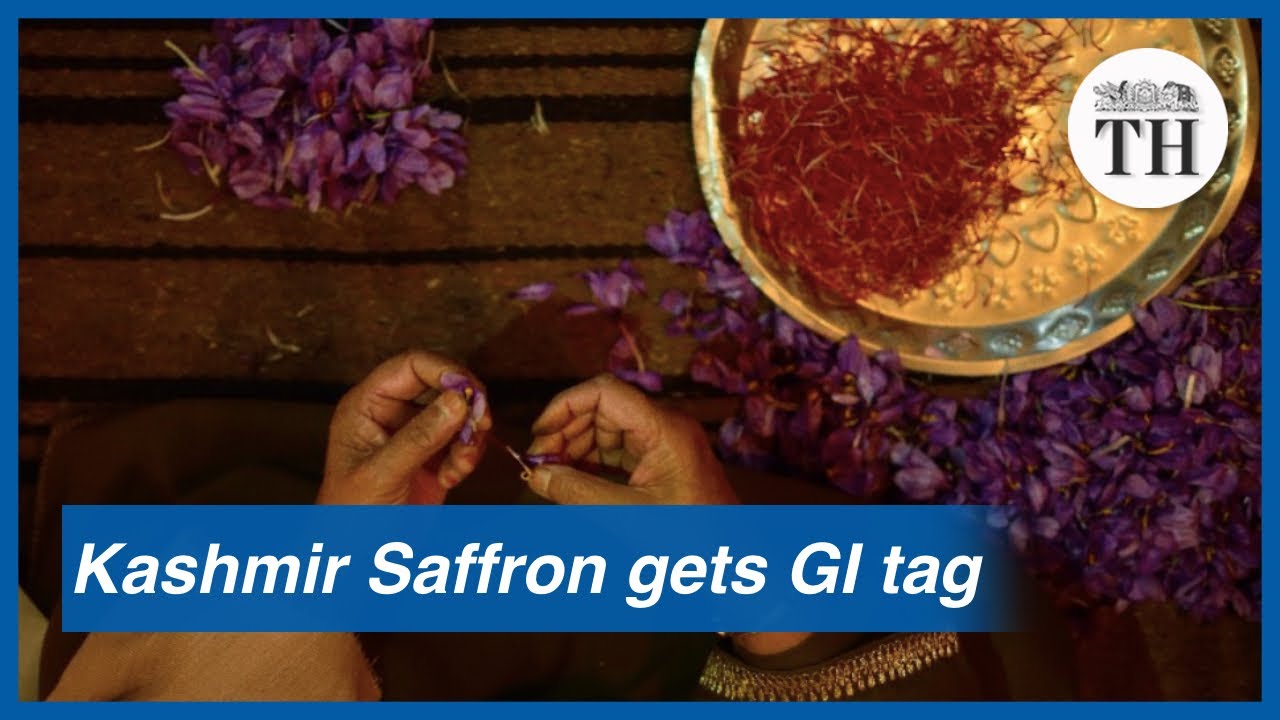 Kashmir Saffron gets GI tag - YouTube