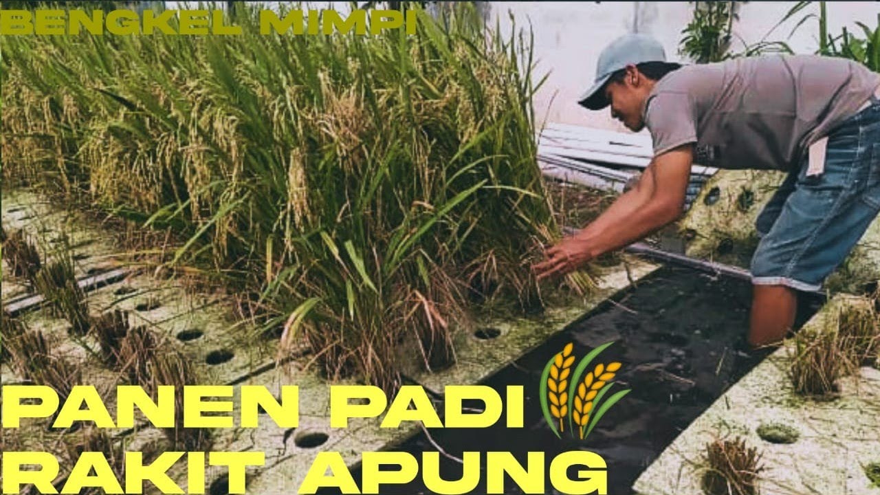Panen Padi Rakit Apung - YouTube