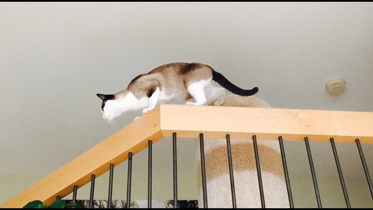SIAMESE CAT Balancing on Railing! - YouTube