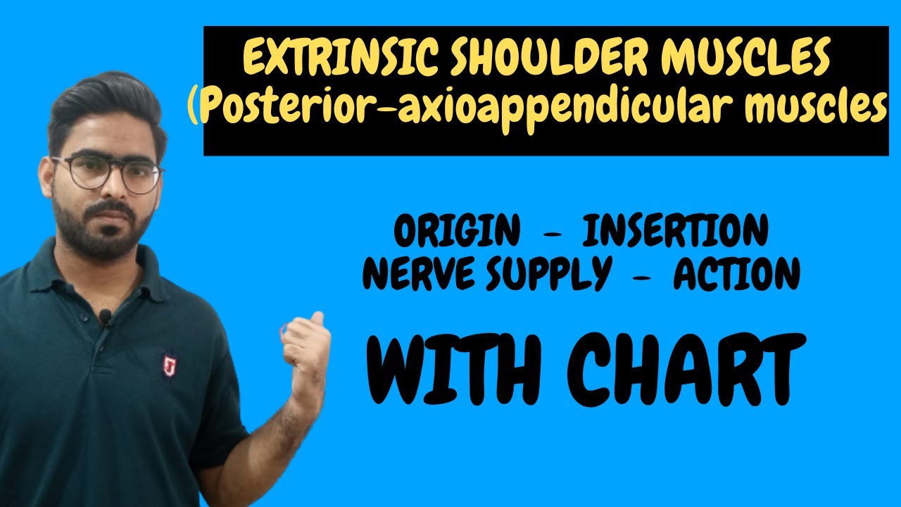 EXTRINSIC MUSCLES OF SHOULDER | POSTERIOR AXIO-APPENDICULAR MUSCLES ...
