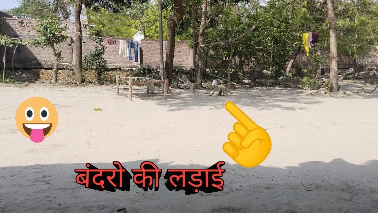 😛 बंदरो की लम्बी लाइन || the Monkey jumping on th char paye 🤪 - YouTube