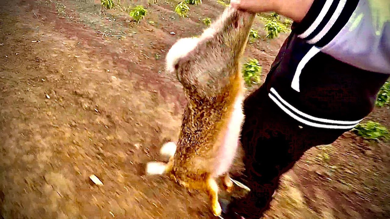 Tongan Legion: Hare/Rabbit Hunting - With The Junior Legionaries. - YouTube