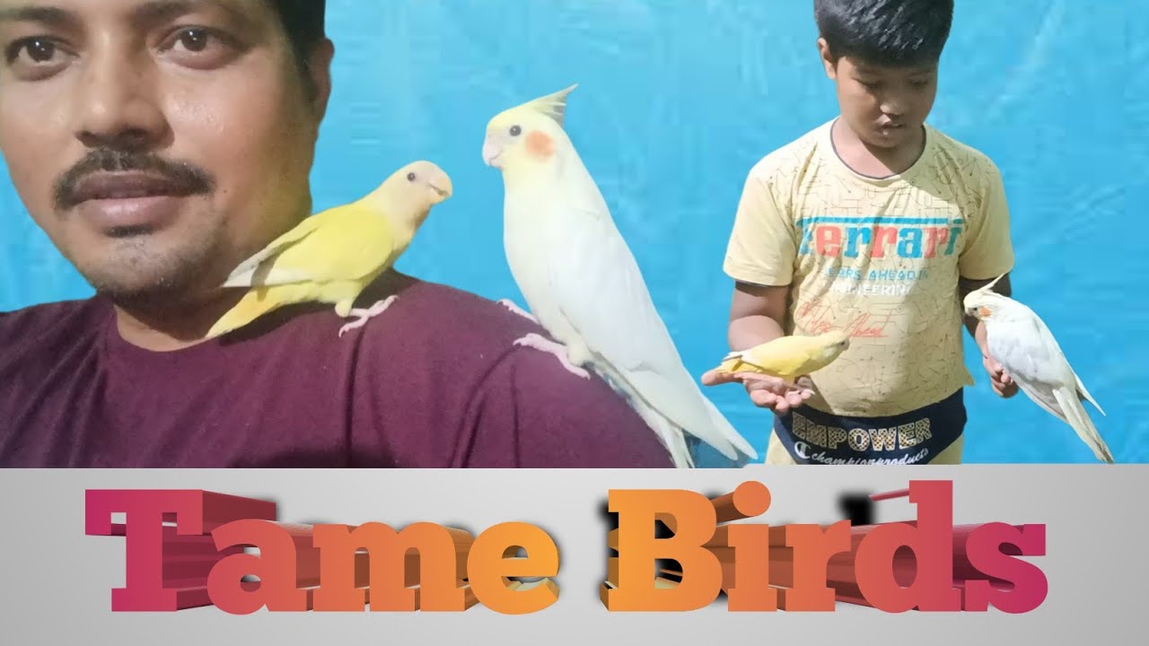 TAME BIRDS | My Hand Tame Birds | Rio & Mango Playing With my Son ...
