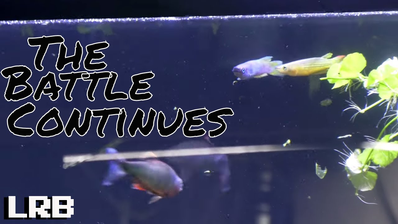 Fish WARS! How are the SURVIVORS? Fishocracy Ep 4 - YouTube