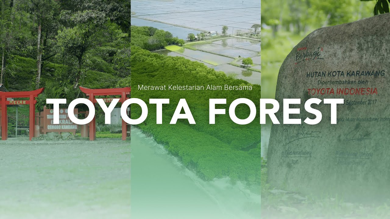 Toyota Forest: Kontribusi Nyata TMMIN dalam Menjaga Lingkungan - YouTube