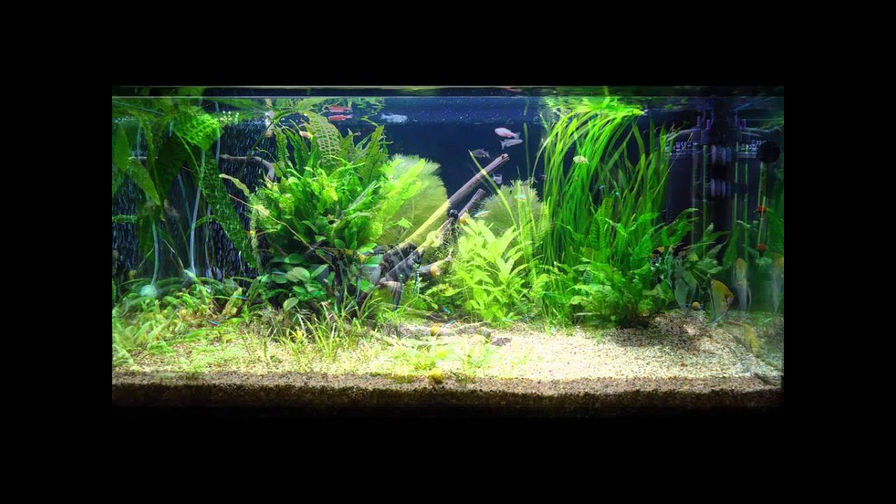 Aquarium 250 l - YouTube